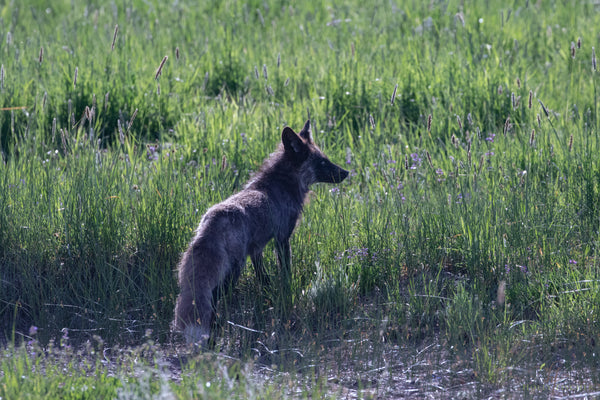 Copy of Rare Sighting of a subspecies of the Sierra Nevada Red Fox #2 ...