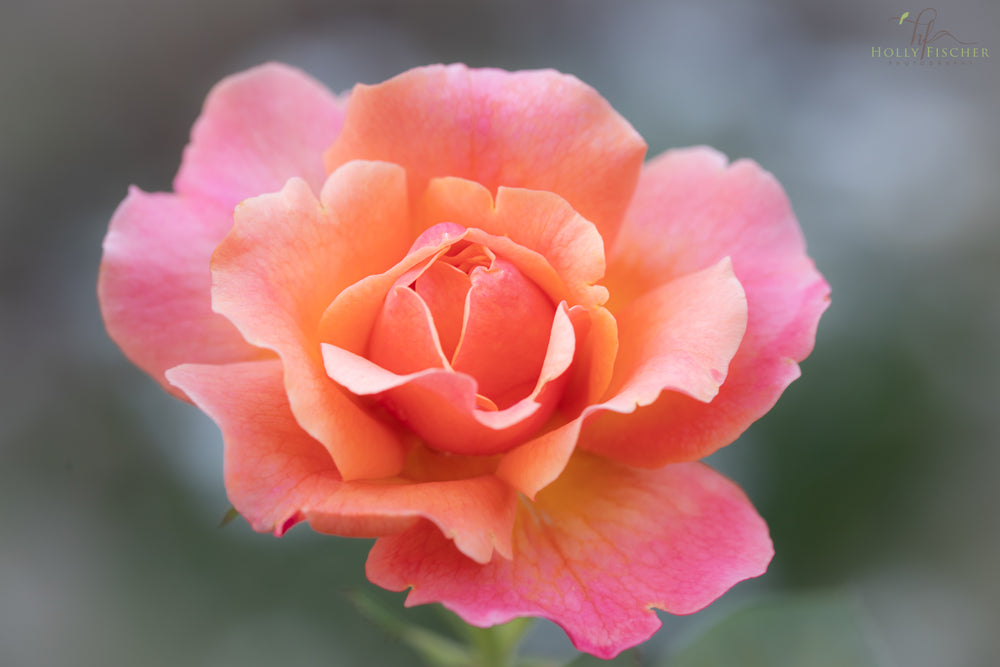 Eric's Tree - Holly Fischer Photography